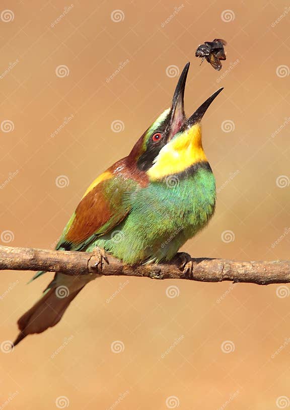Bee-eater with insect stock image. Image of blur, apiaster - 19633239