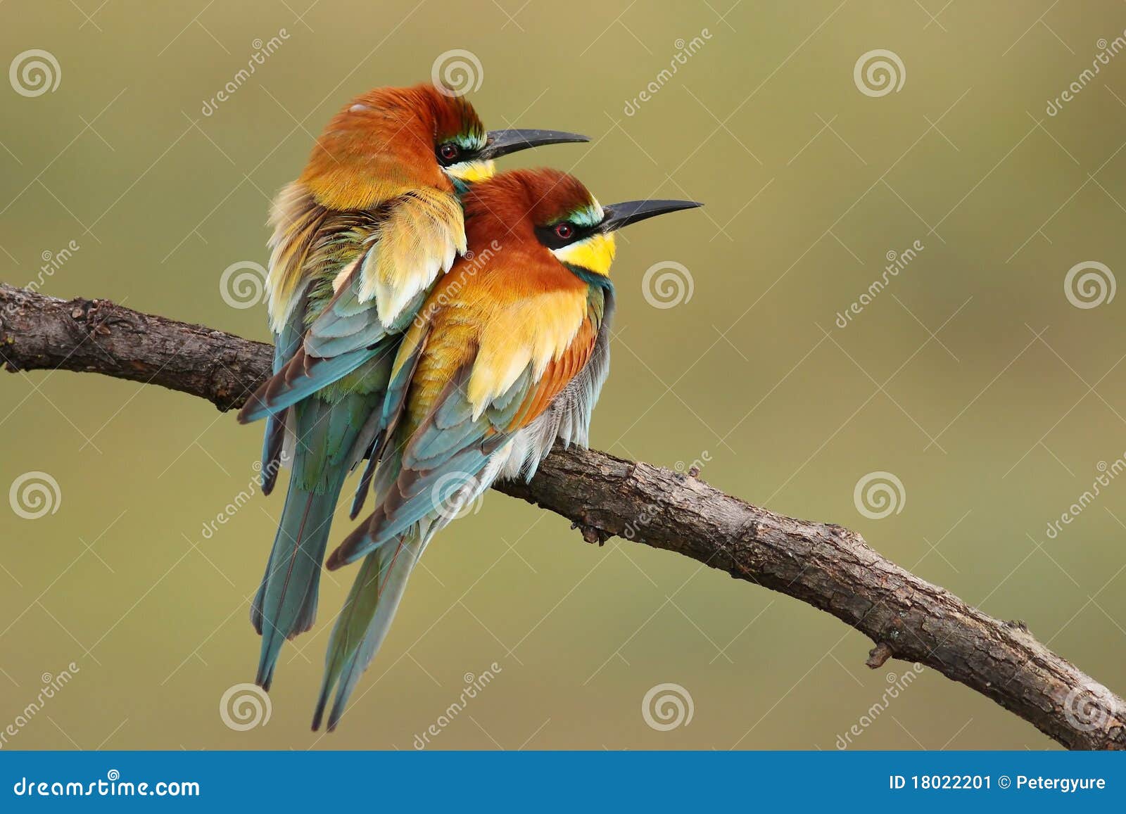 Bee eater love stock image. Image of couple, love, spring - 18022201