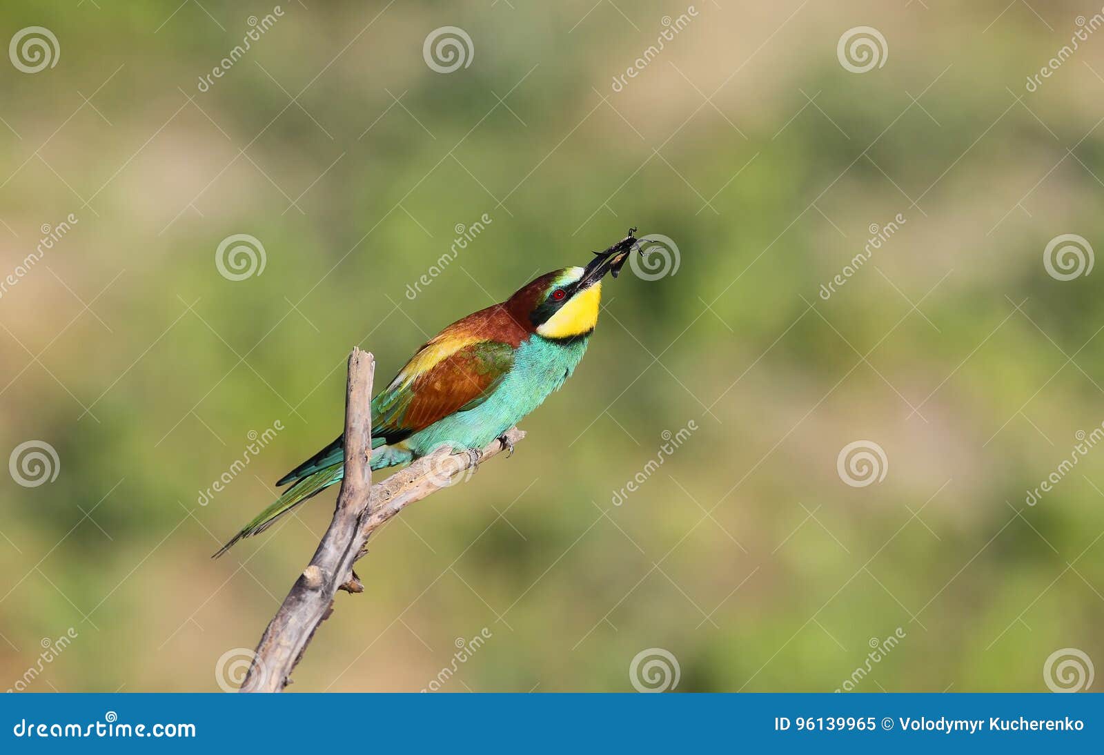 Bee eater lunch stock image. Image of birdwatchers, catch - 96139965