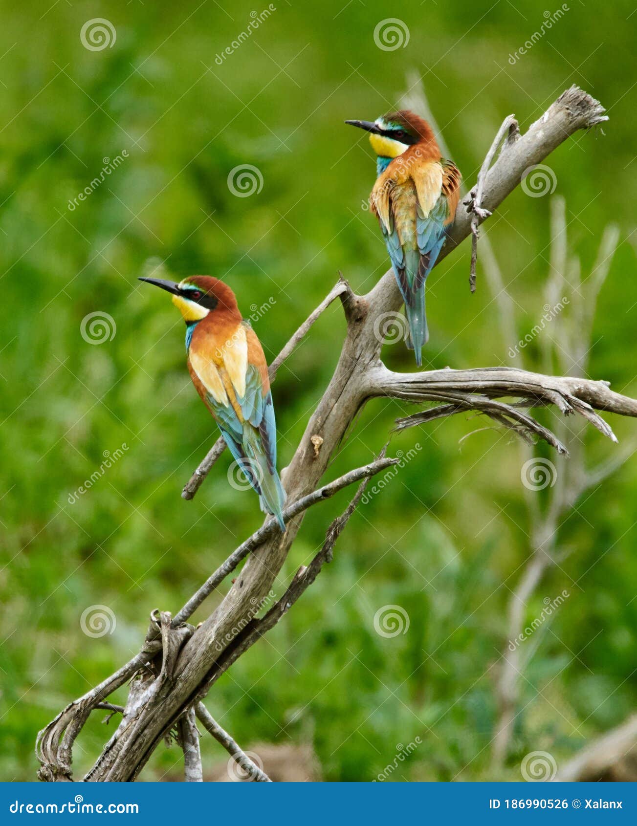 Bee eater Merops apiaster stock photo. Image of yellow - 186990526