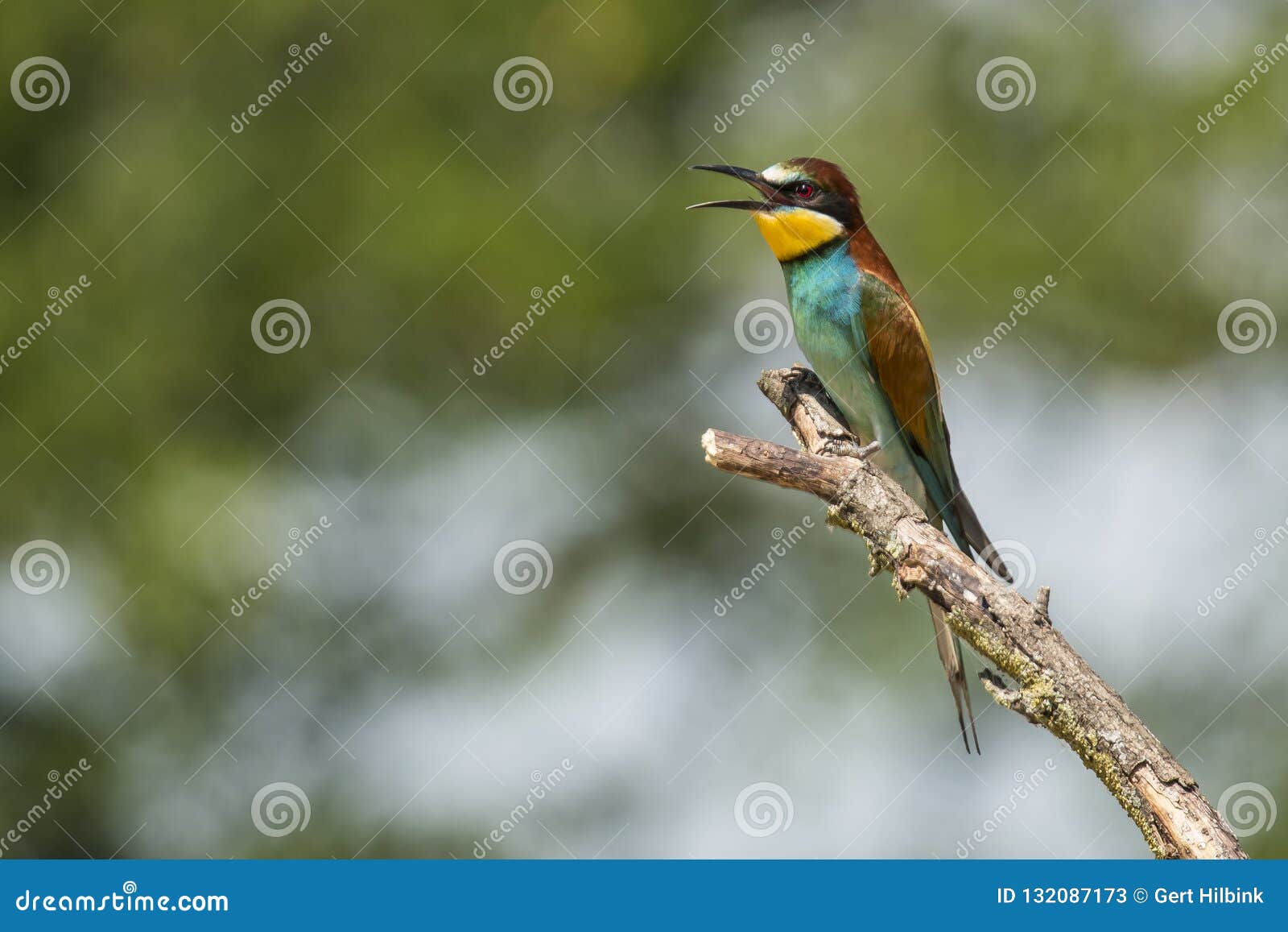 Bee-eater, Merops Apiaster. a Insect Eating Bird Stock Image - Image of ...