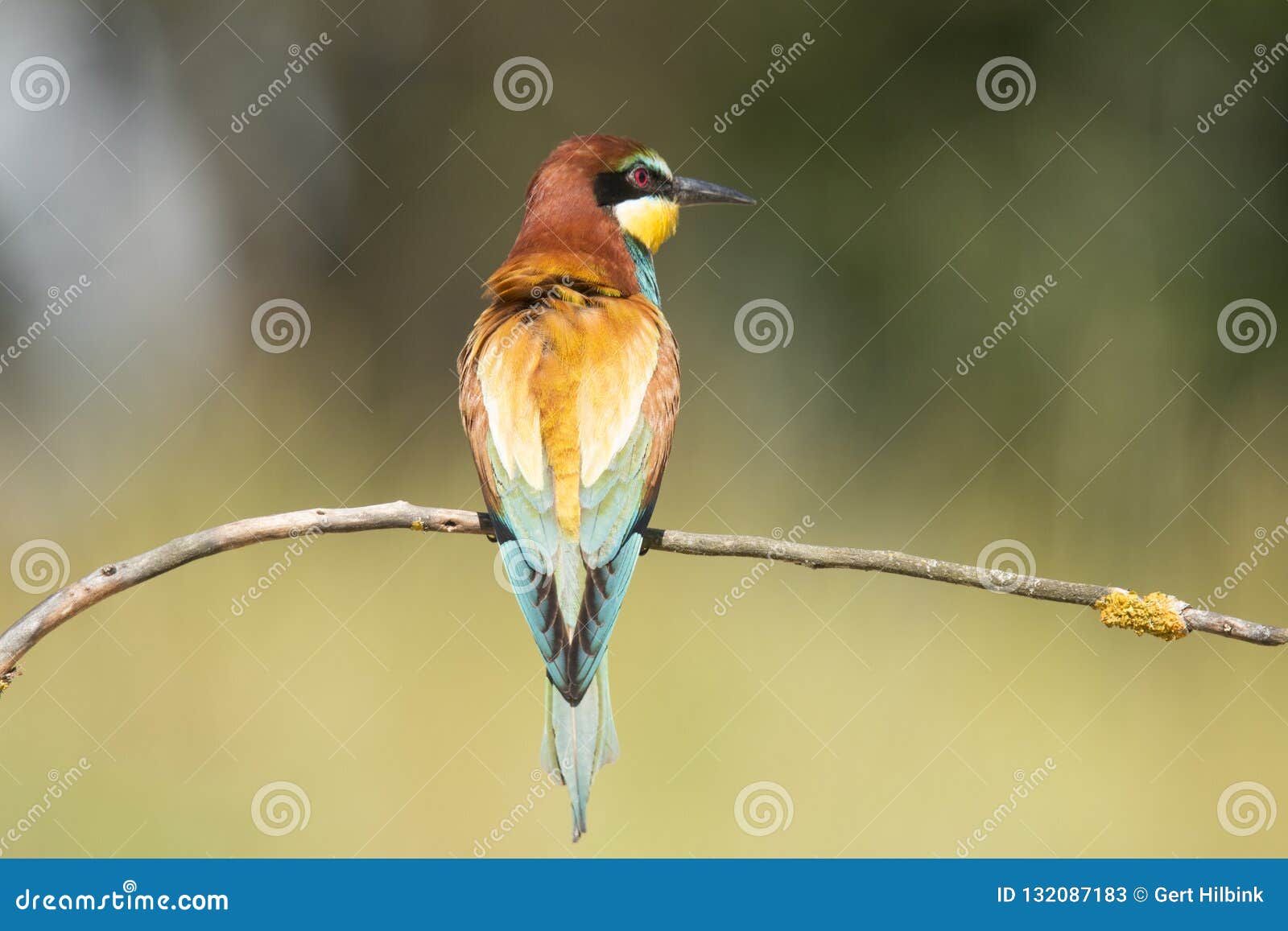 Bee-eater, Merops Apiaster. a Insect Eating Bird Stock Image - Image of ...