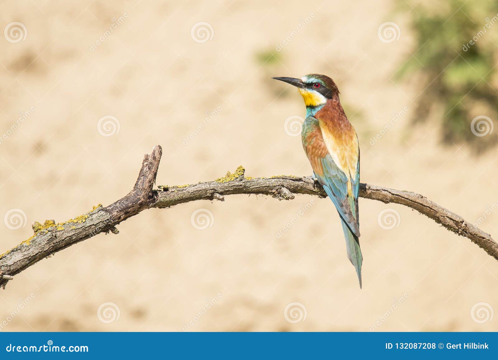 Bee-eater, Merops Apiaster. a Insect Eating Bird Stock Photo - Image of ...