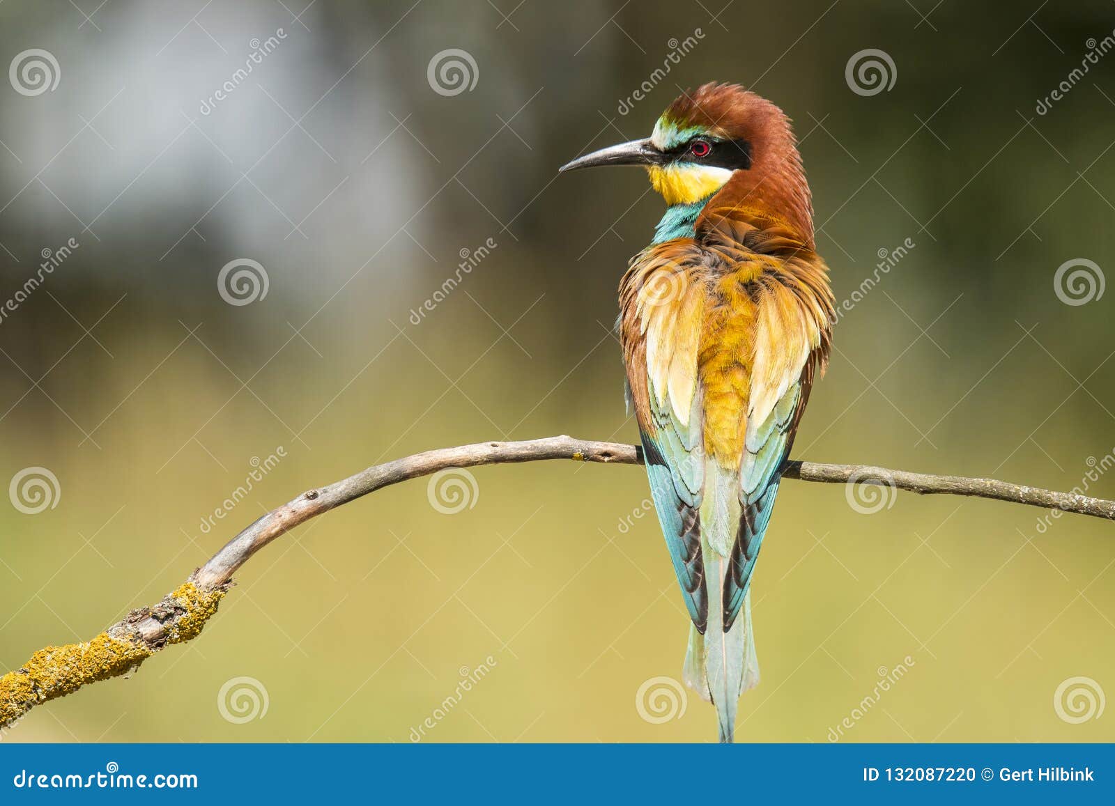 Bee-eater, Merops Apiaster. a Insect Eating Bird Stock Photo - Image of ...