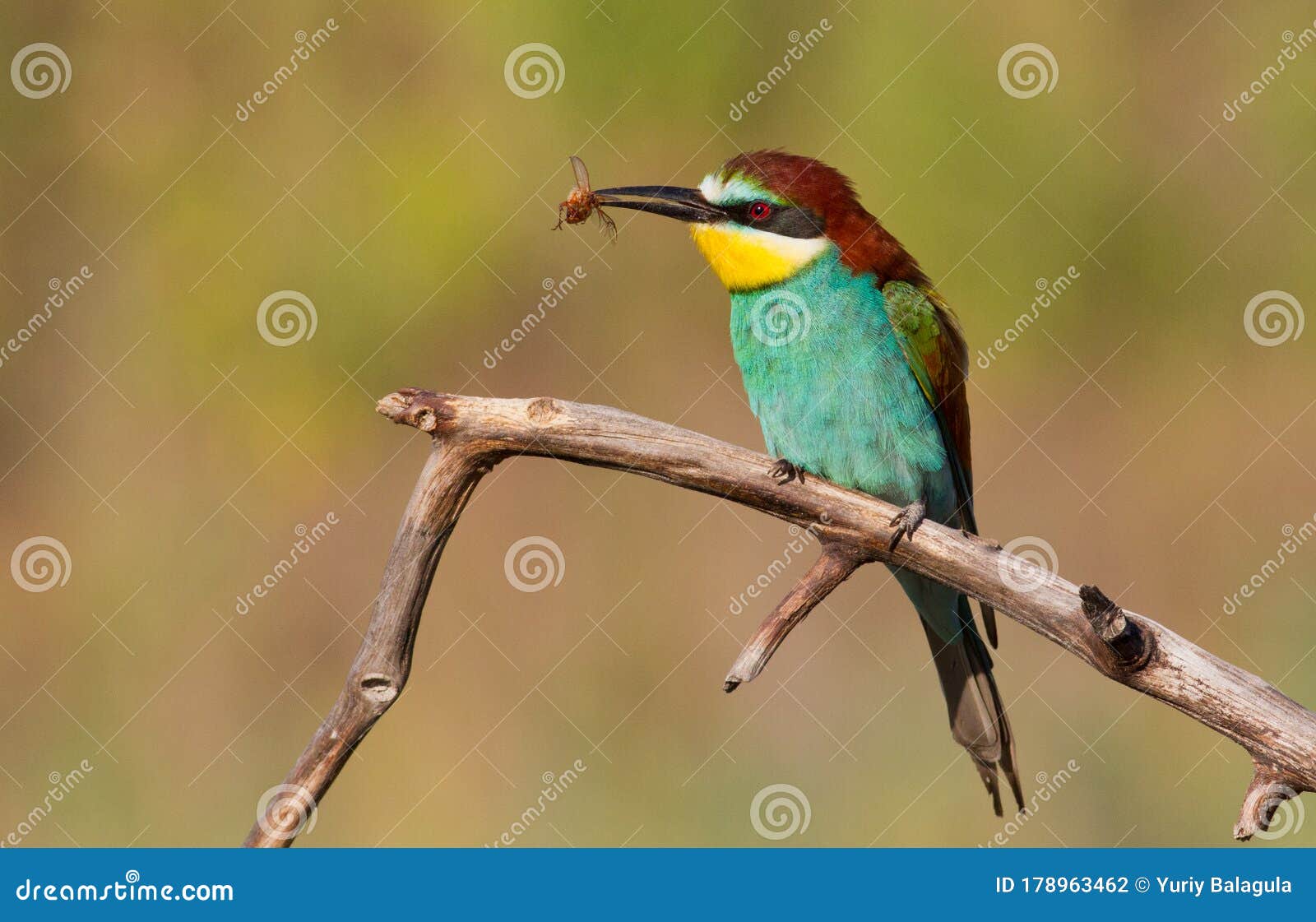 Bee-eater, Merops Apiaster. the Most Colorful Bird of Eurasia Stock ...