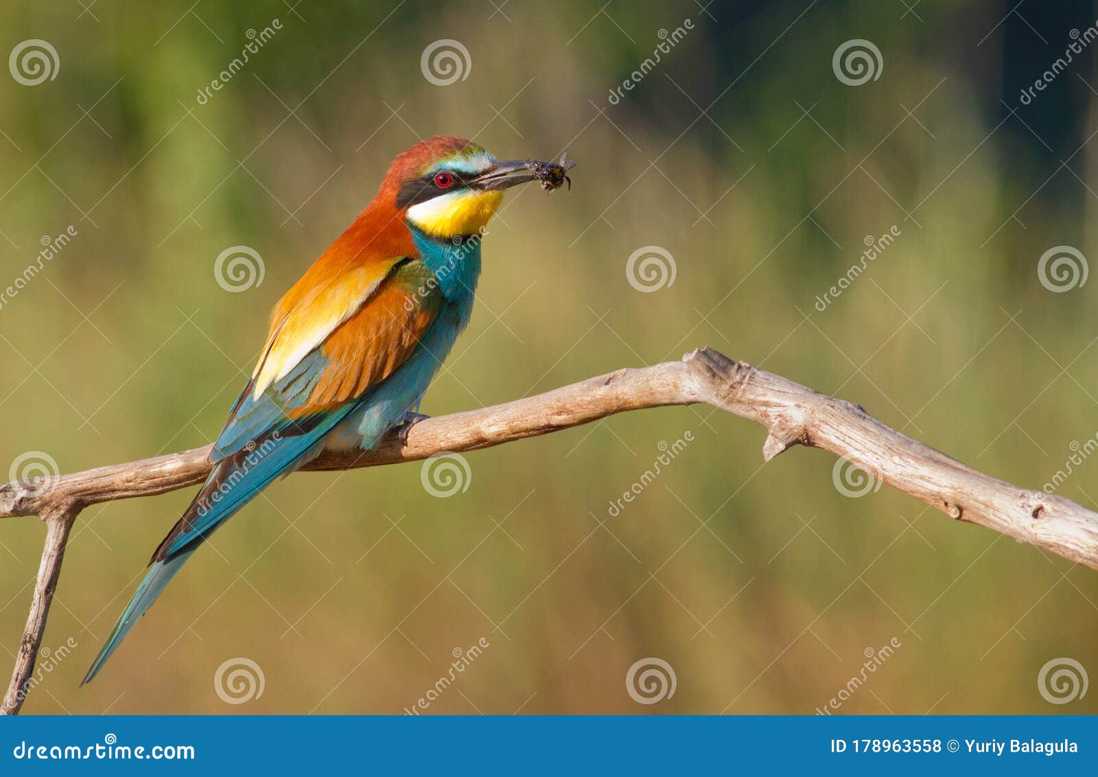 Bee-eater, Merops Apiaster. the Most Colorful Bird of Eurasia Stock ...