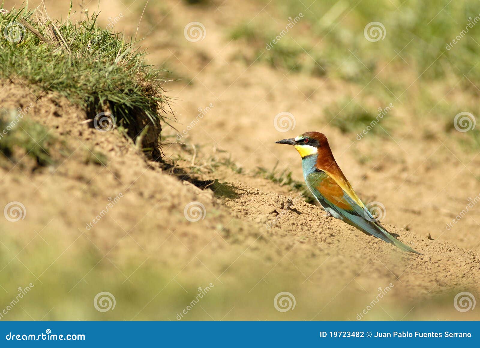 Bee-eater Nest Perched Next To the Beach Stock Photo - Image of animal ...
