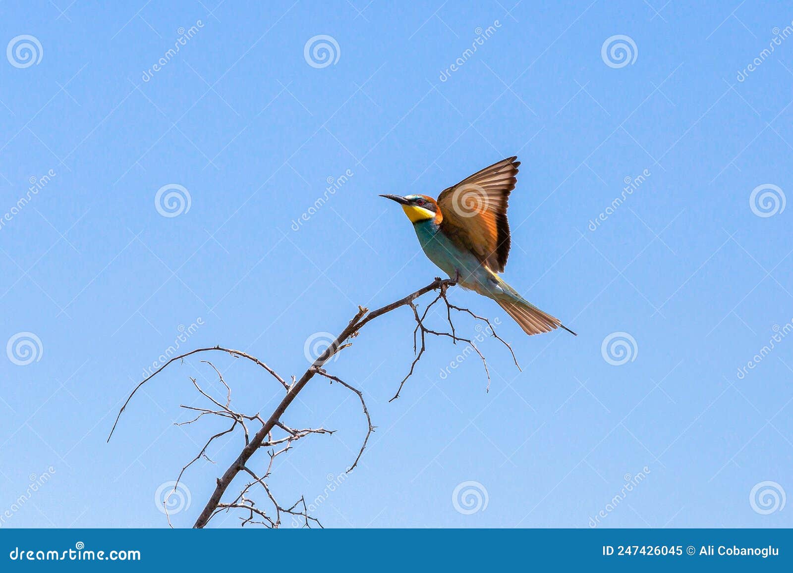 Bee-eater with Open Wings on a Branch Stock Image - Image of apiaster ...