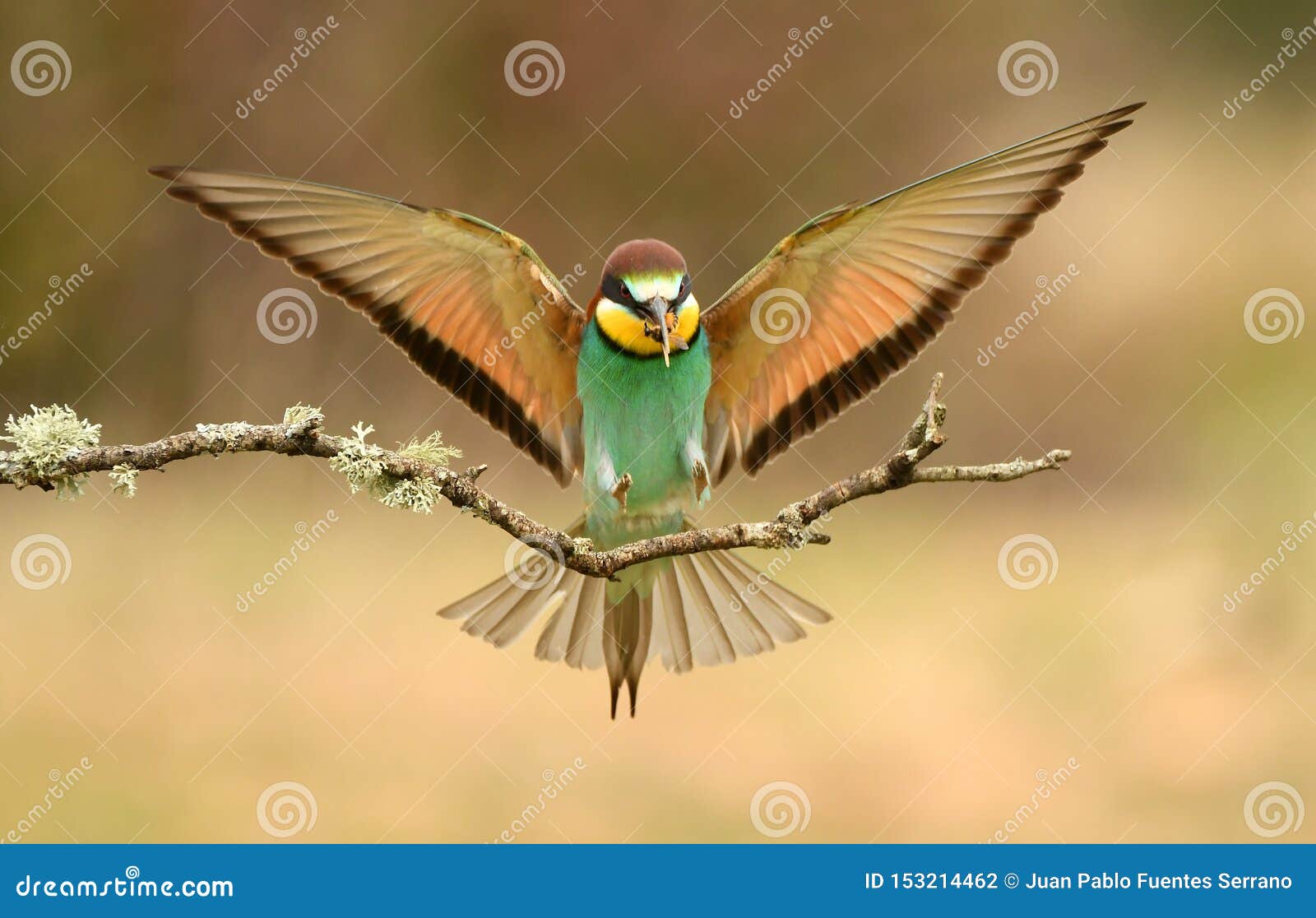 Bee-eater Perches on the Branch with Open Wings Stock Photo - Image of ...