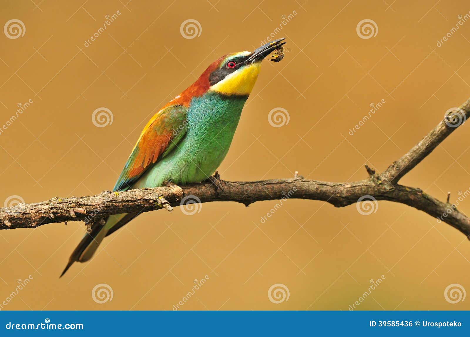 Bee eater stock photo. Image of beeeater, yellow, wildlife - 39585436