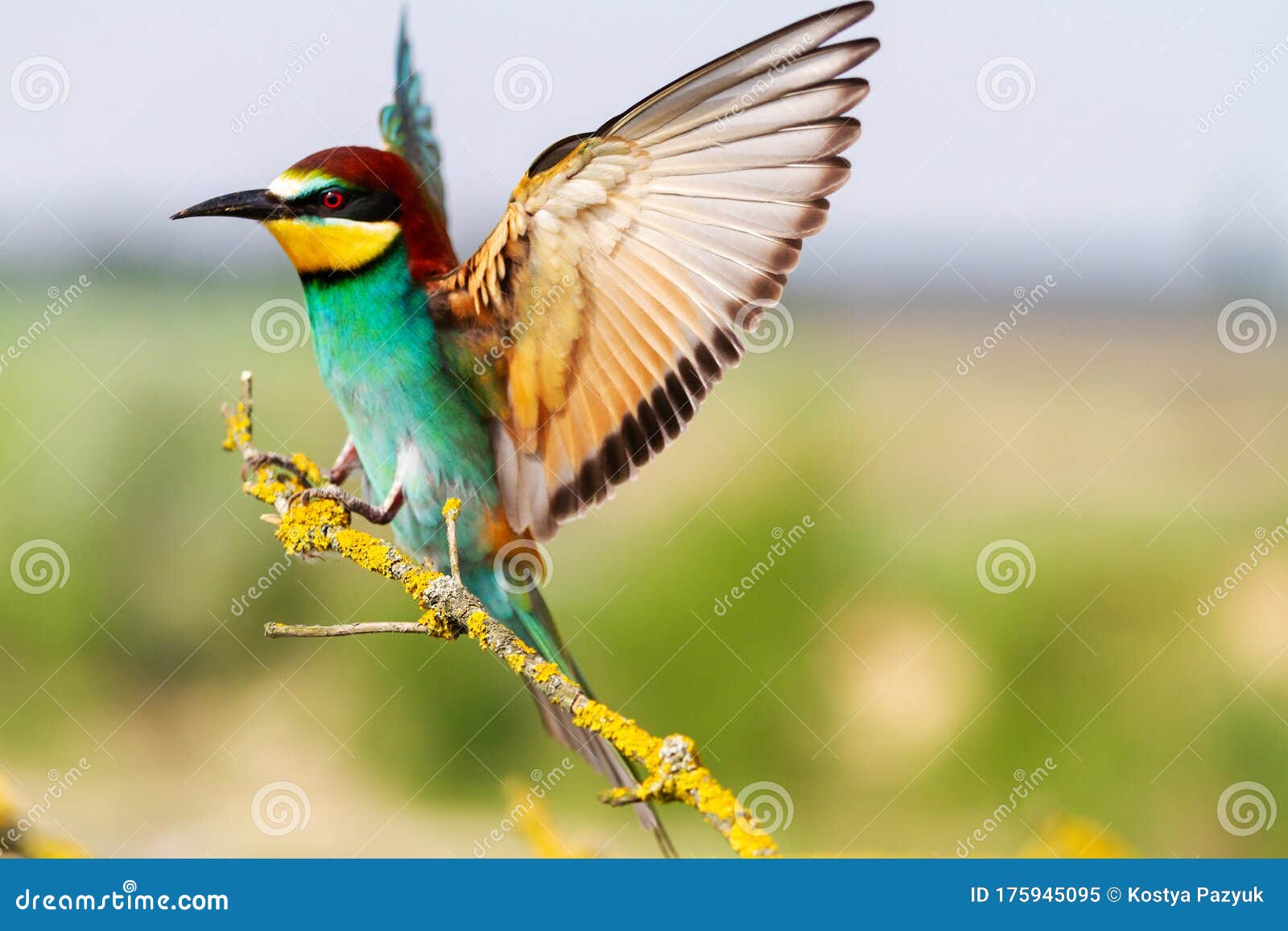 Bee-eater Sits on a Branch Spreading Its Wings Stock Image - Image of ...