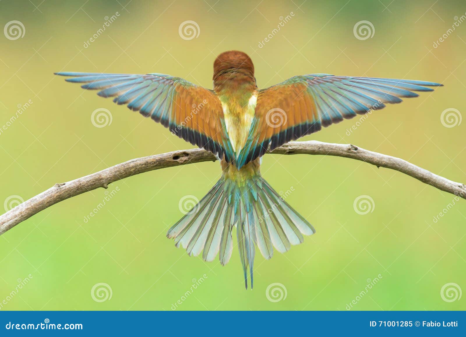 Bee-eater spreading wings stock image. Image of animal - 71001285