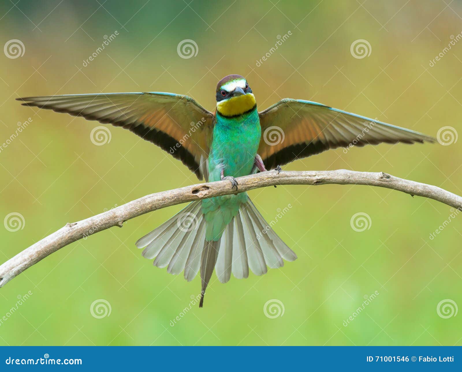 Bee-eater spreading wings stock photo. Image of feather - 71001546