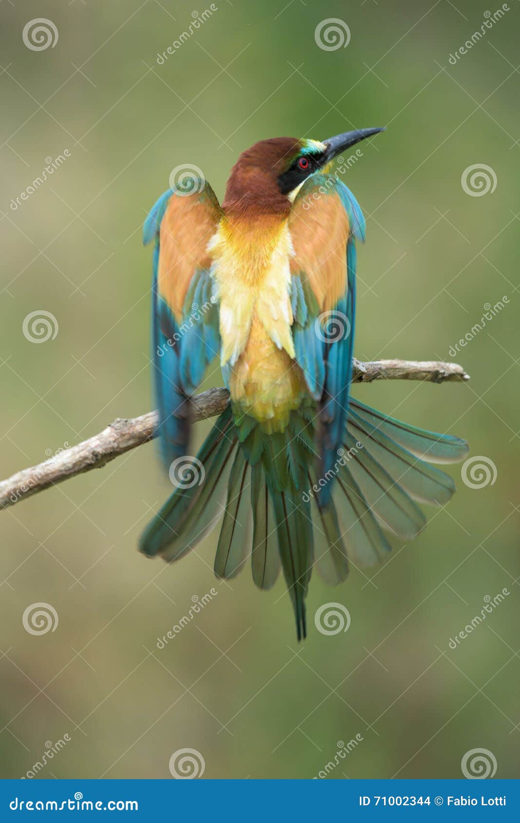Bee-eater spreading wings stock photo. Image of merops - 71002344