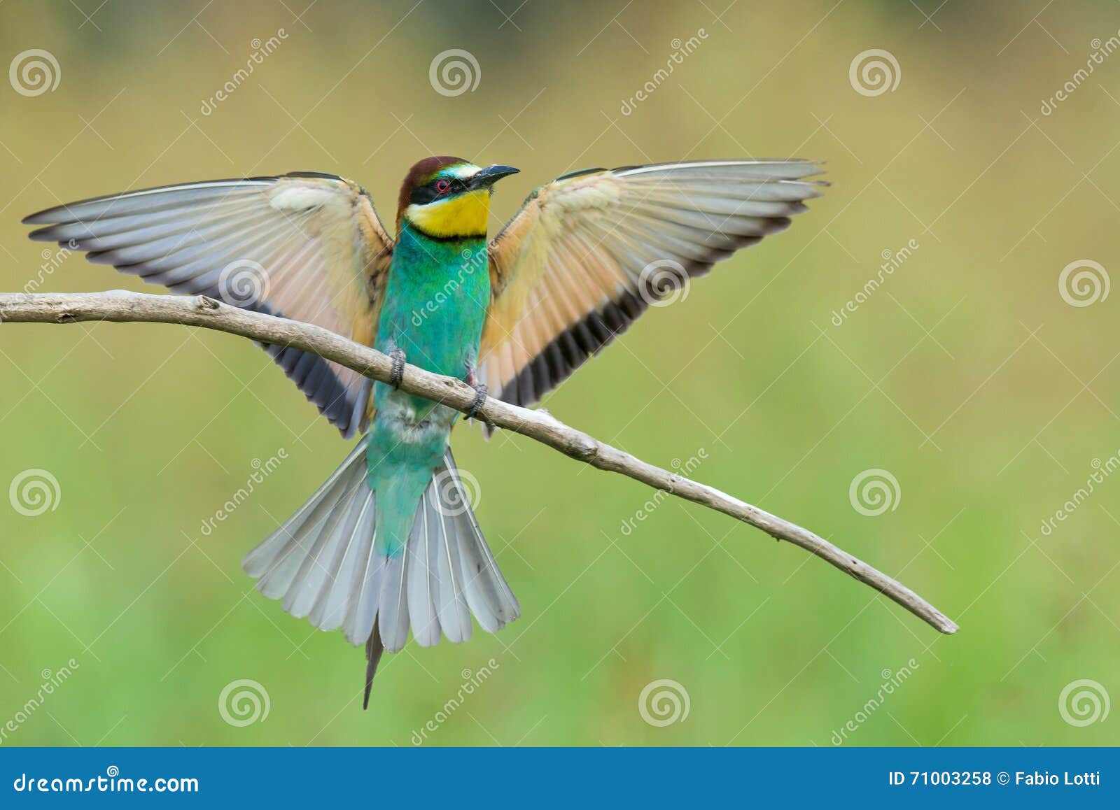 Bee-eater spreading wings stock photo. Image of spreading - 71003258