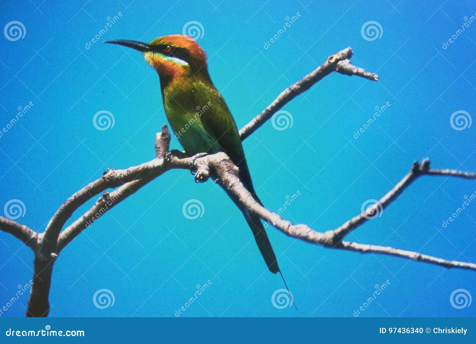 Streamers On A Line Stock Photo | CartoonDealer.com #144600876