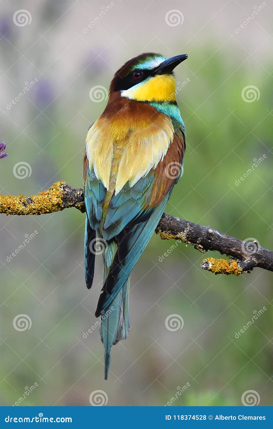 Bee Eater in the Tree Branch Stock Photo - Image of rock, countryside ...