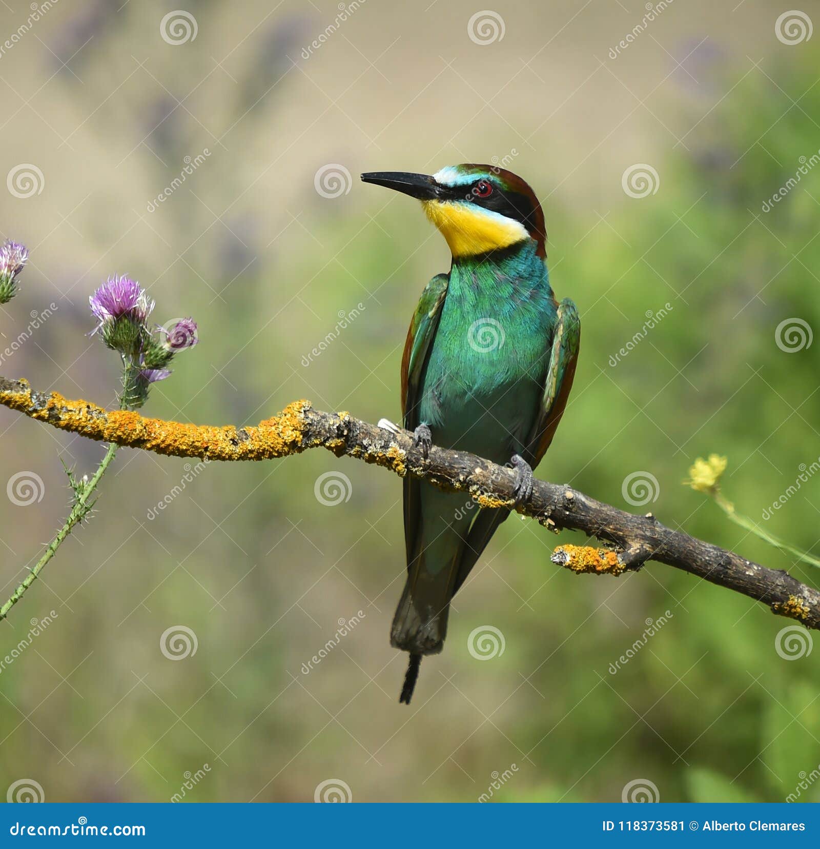 Bee Eater in the Tree Branch Stock Image - Image of eater, beautiful ...