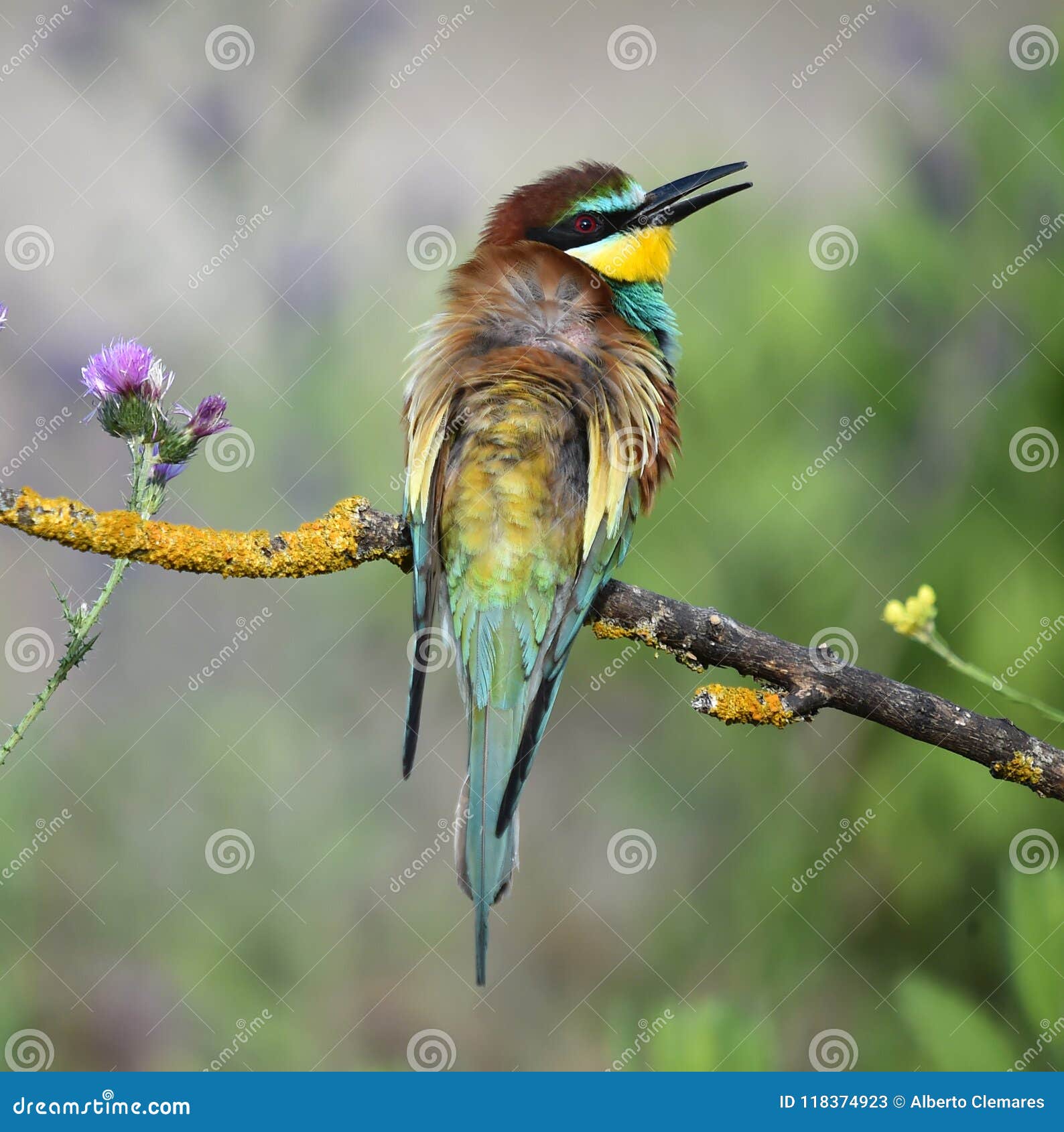 Bee Eater in the Tree Branch Stock Image - Image of spain, rock: 118374923