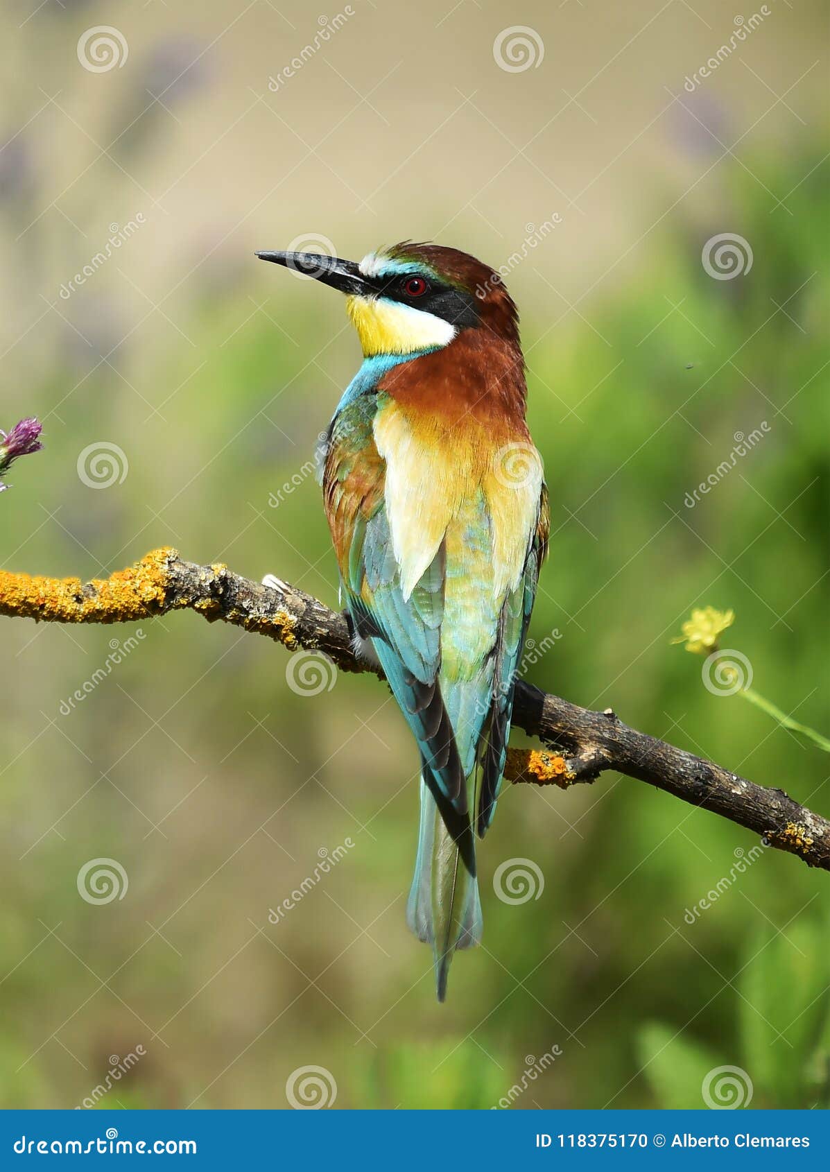 Bee Eater in the Tree Branch Stock Photo - Image of nature, feather ...