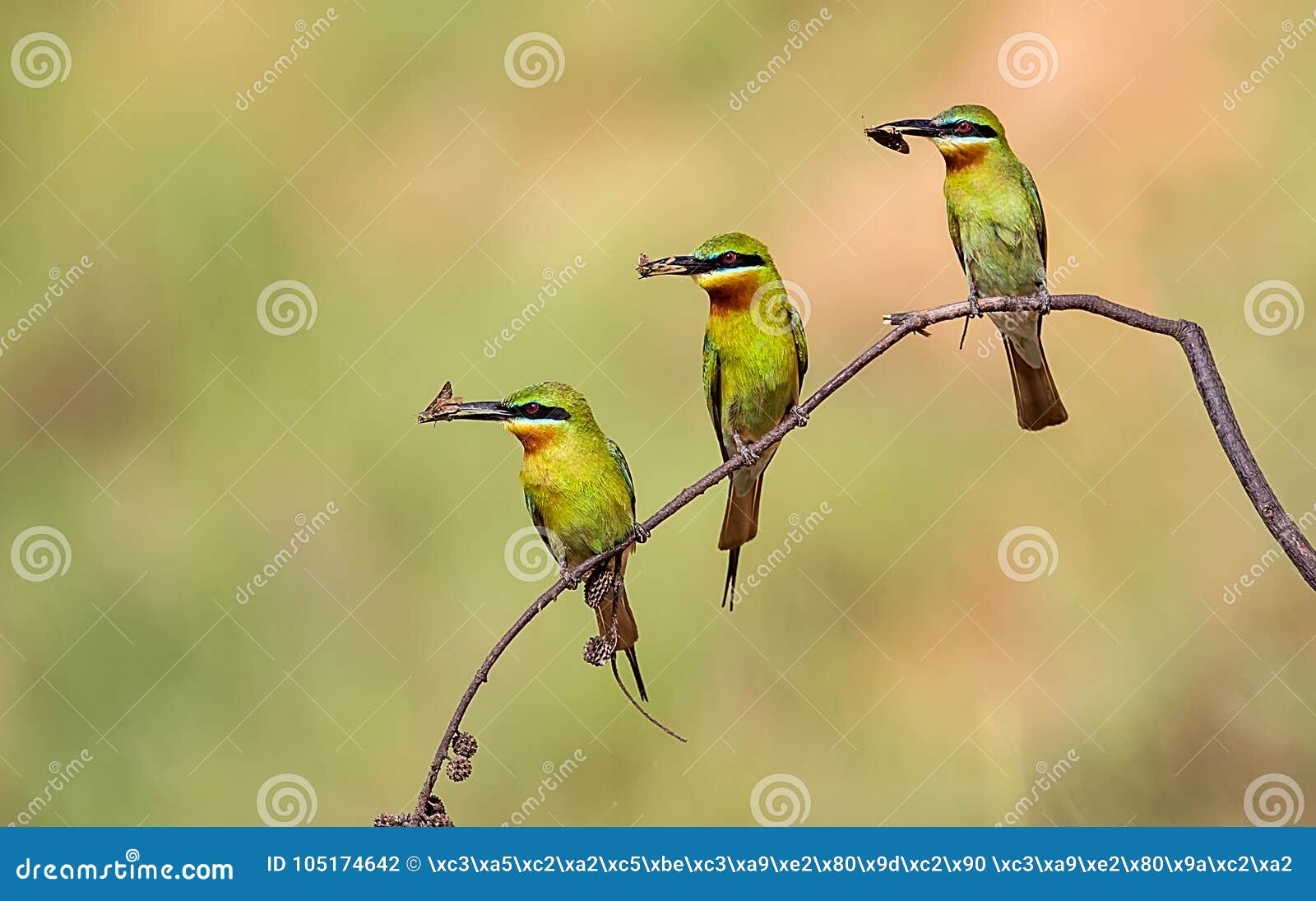 Bee-eater stock photo. Image of wild, animal, worlds - 105174642