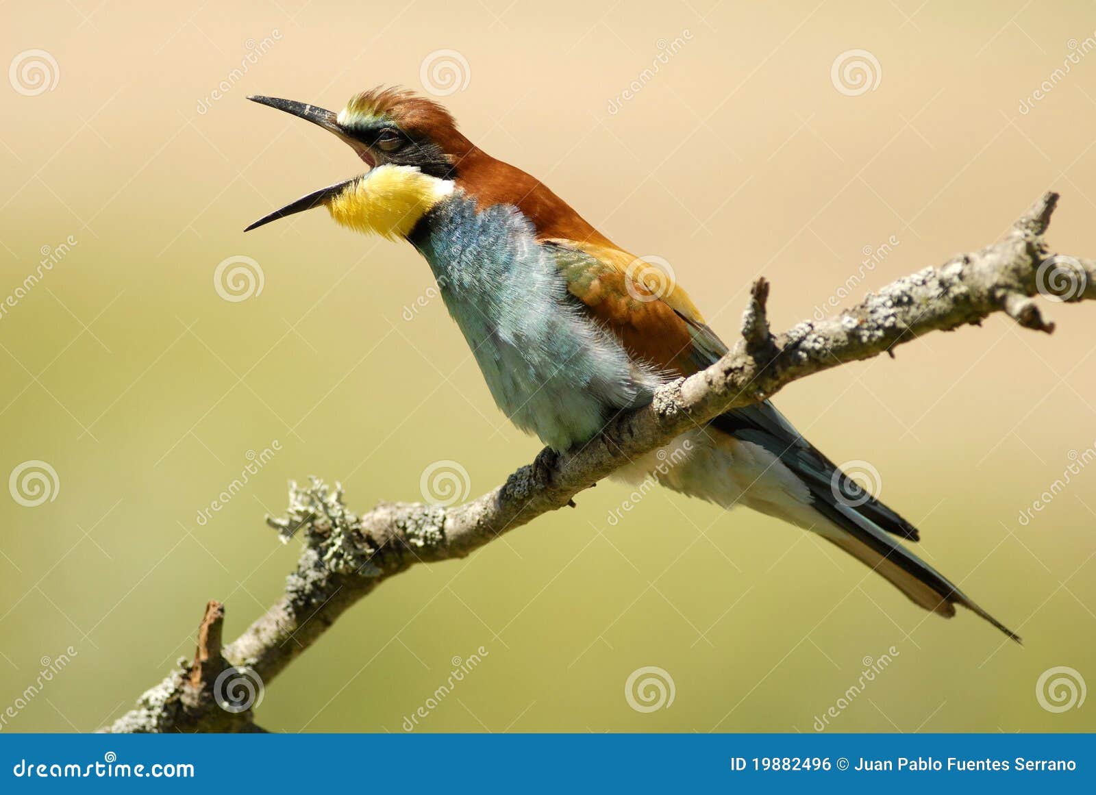 Bee-eaters stock photo. Image of birds, field, color - 19882496