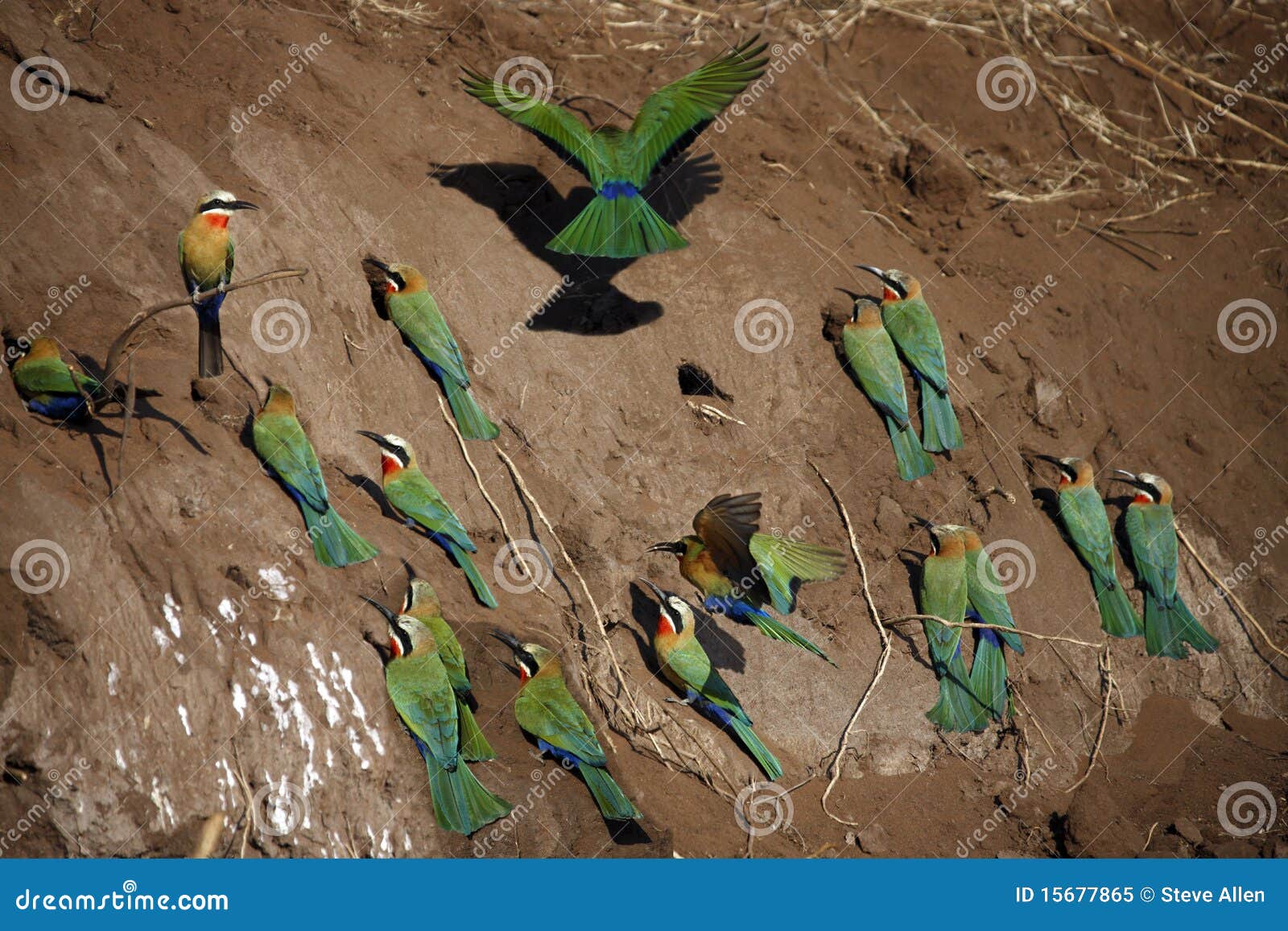 African Bee-Eaters - Botswana Stock Image - Image of birdwatching ...
