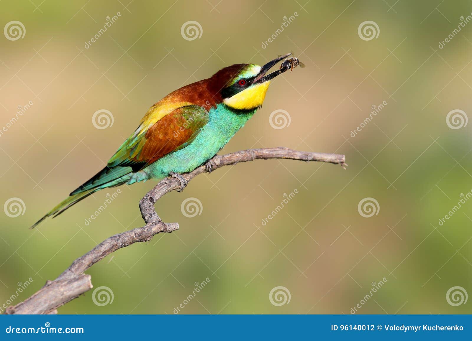Bee eaters catching bee stock photo. Image of branch - 96140012