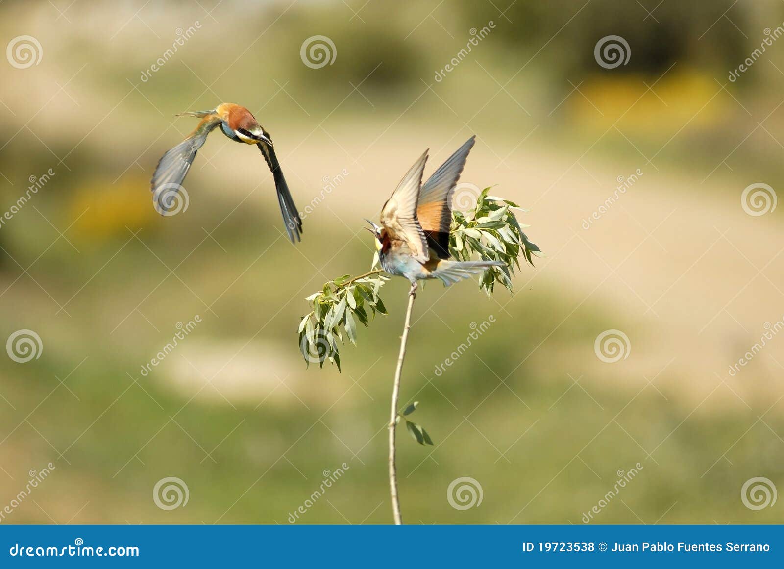 Bee-eaters flying stock photo. Image of color, eaters - 19723538
