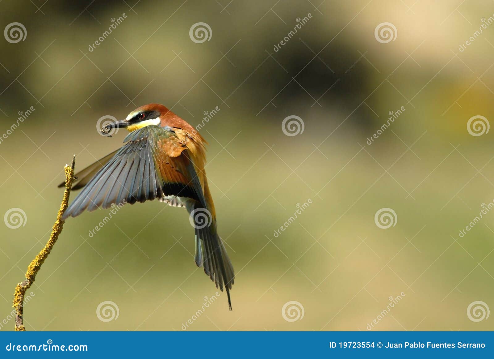 Bee-eaters flying stock photo. Image of color, organism - 19723554