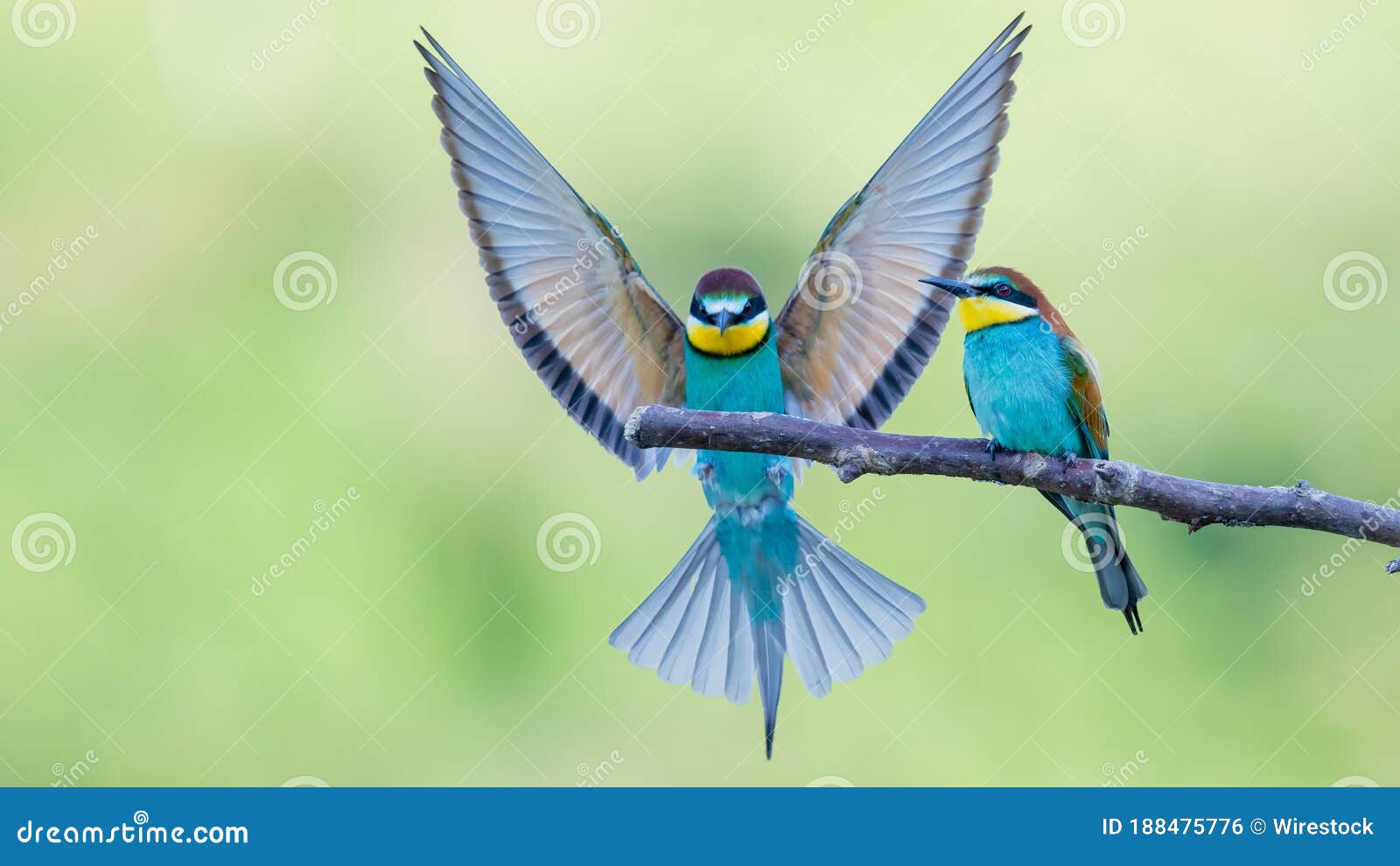 Bee-eaters with Multicolored Feathers Sitting on the Tree Branch Stock ...