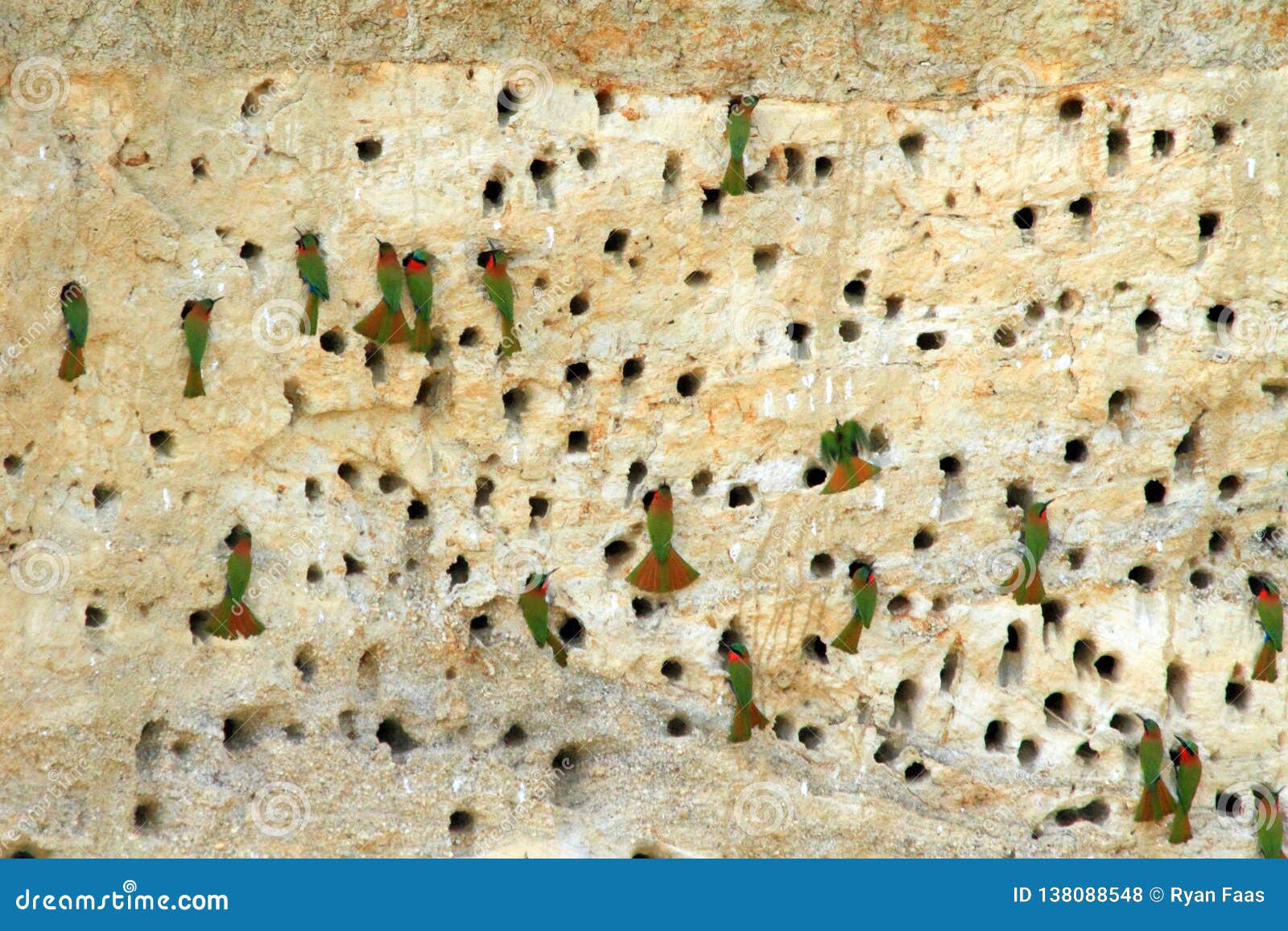 Bee-eaters Nesting in a Cliff Stock Photo - Image of africa, nature ...