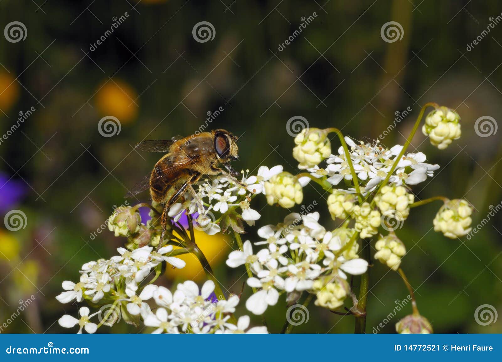 Bee eating stock image. Image of collect, food, honey - 14772521