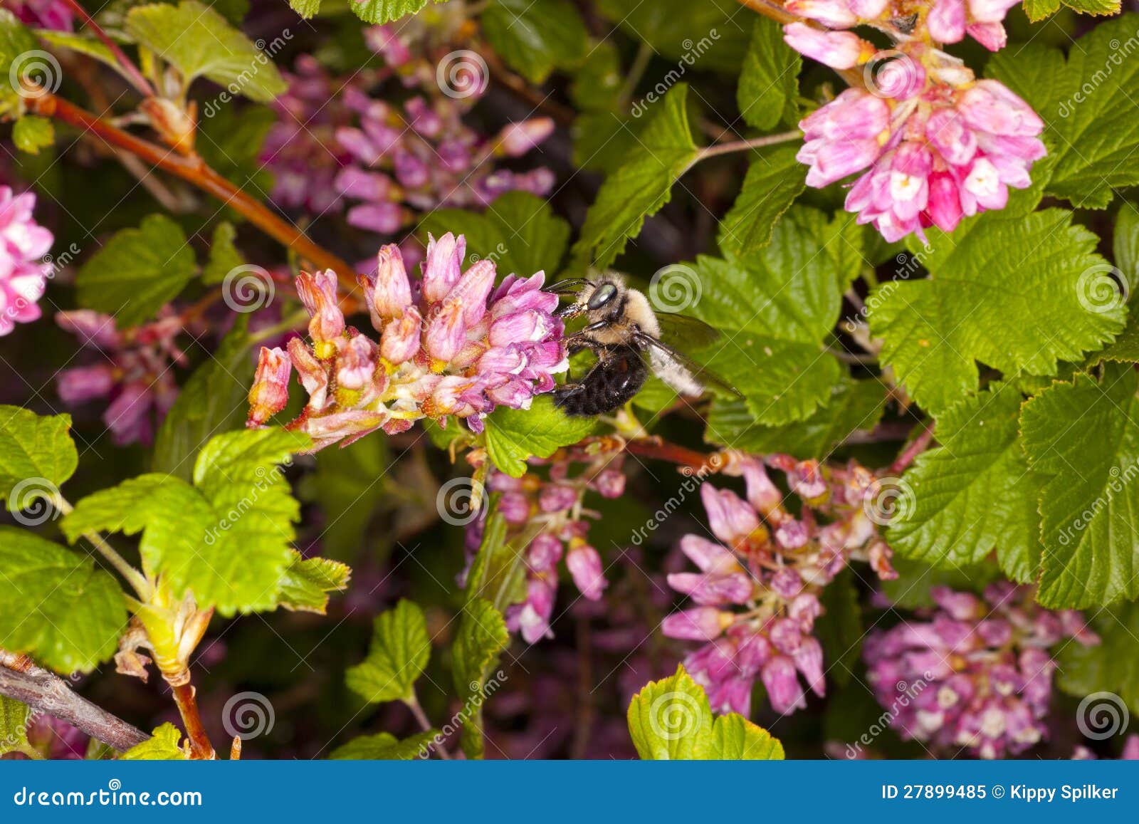 Bee Eating stock image. Image of wings, eating, furry - 27899485