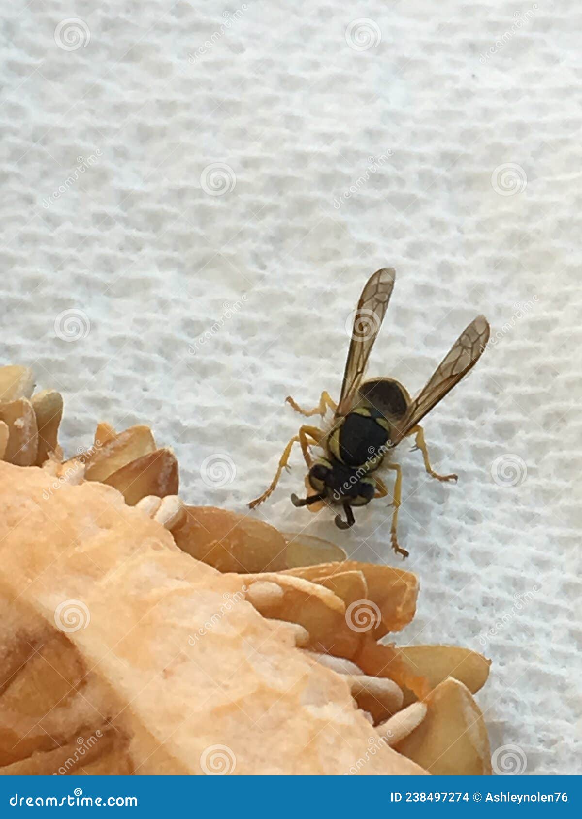 Hungry Lil Bee Stock Photos - Free & Royalty-Free Stock Photos from ...