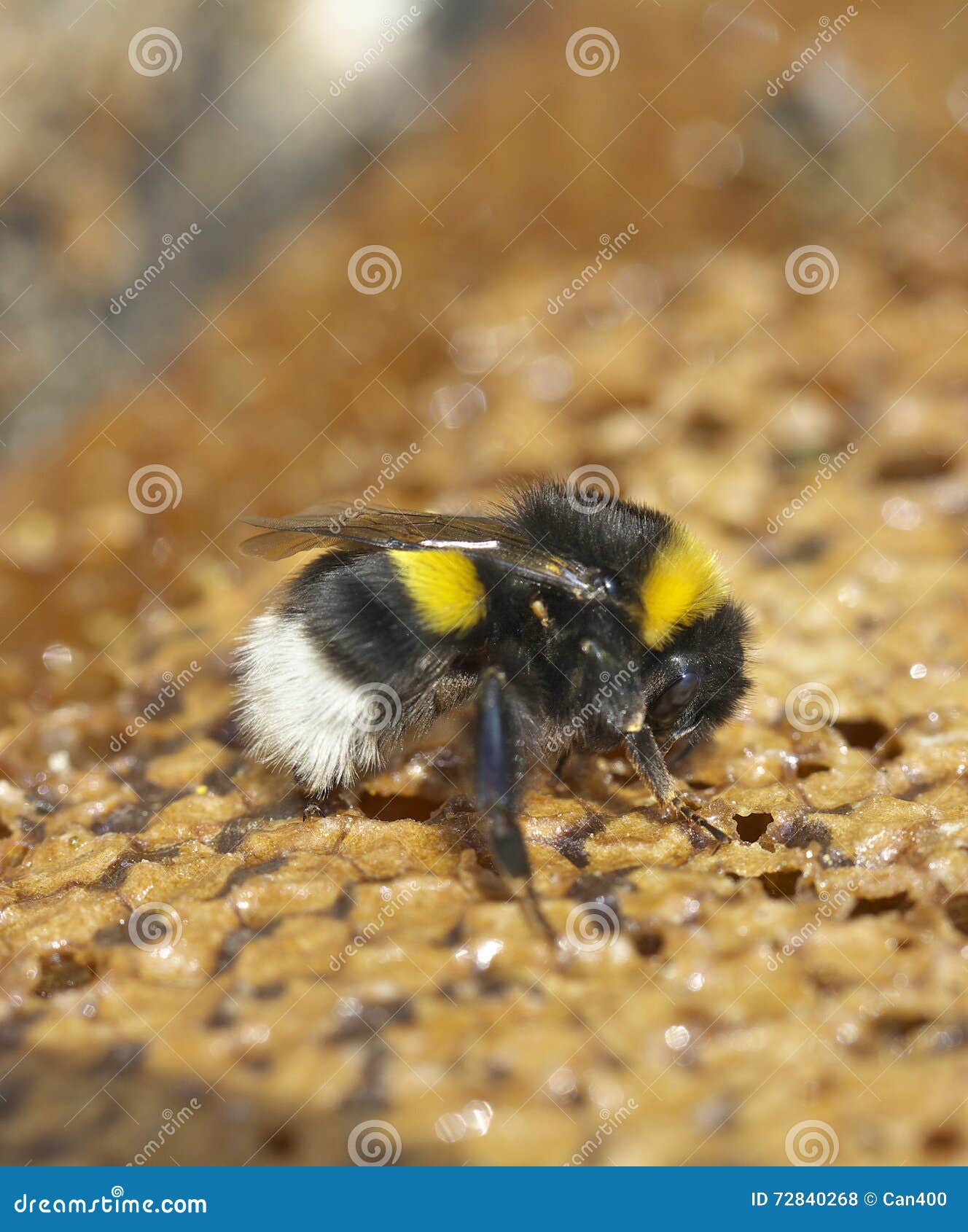 Bee eating honey. stock photo. Image of eating, gold - 72840268