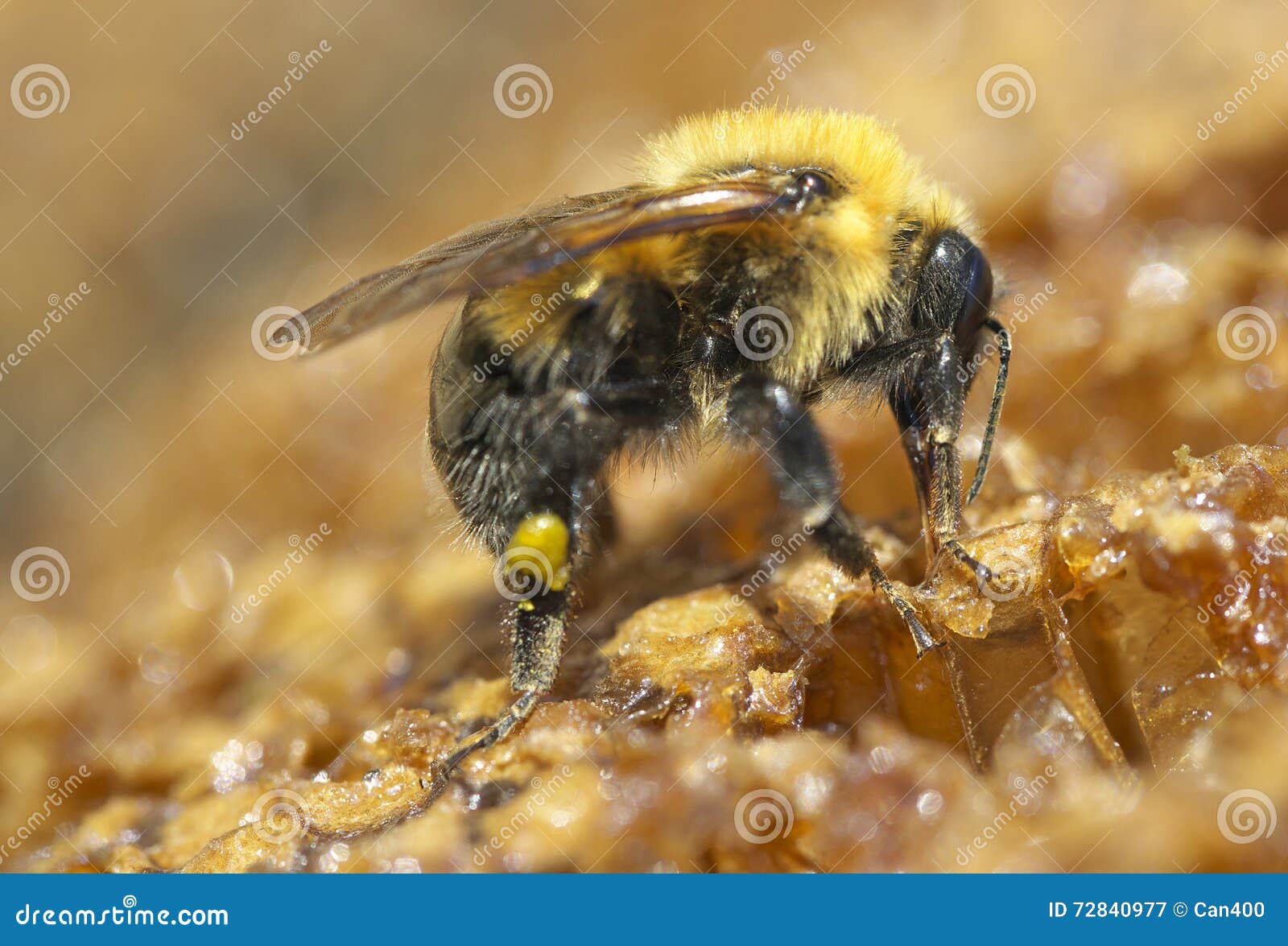 Bee eating honey. stock image. Image of animals, honey - 72840977