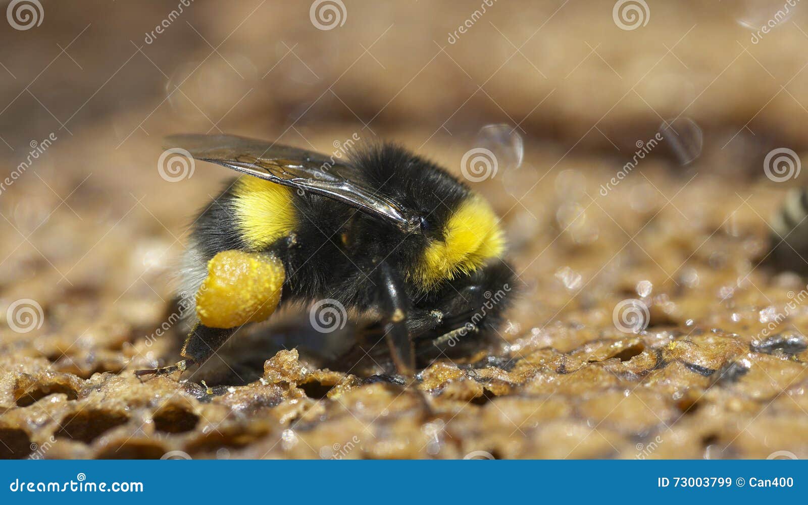 Bee eating honey. stock image. Image of freshness, pollen - 73003799
