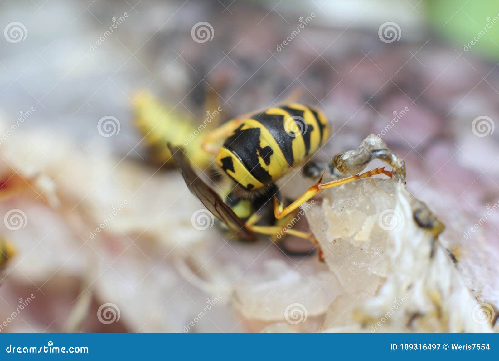 Close-up of a Wasp Eats Fish Meat Eat Macro Stock Image - Image of fish ...
