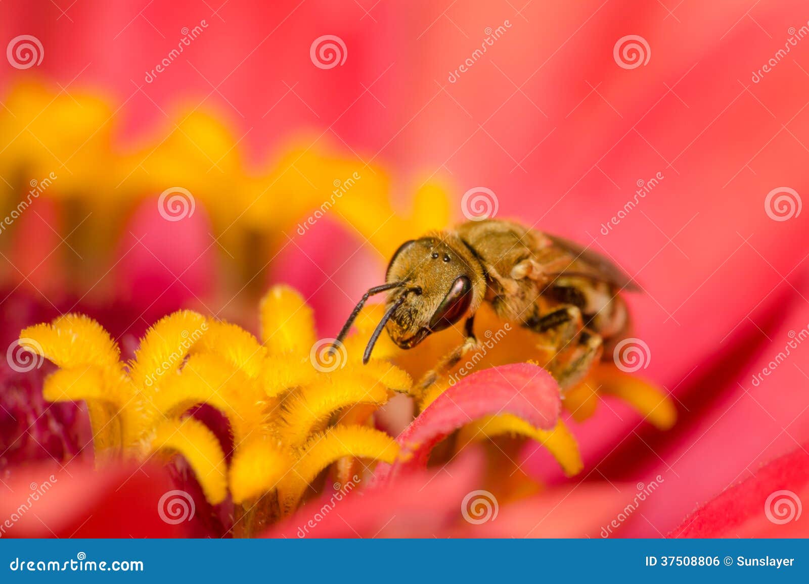 Bee eating pollen stock photo. Image of close, extreme - 37508806