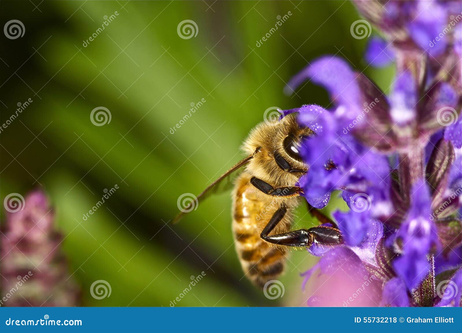 Bee Eating in a Purple Flower Stock Photo - Image of beetle, green ...