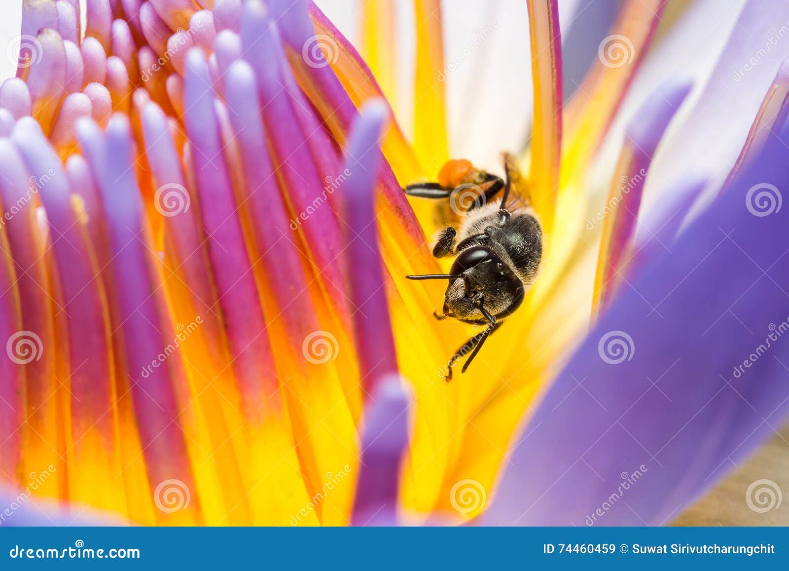 Bee Eating Syrup in the Lotus Flower Stock Image - Image of insect ...