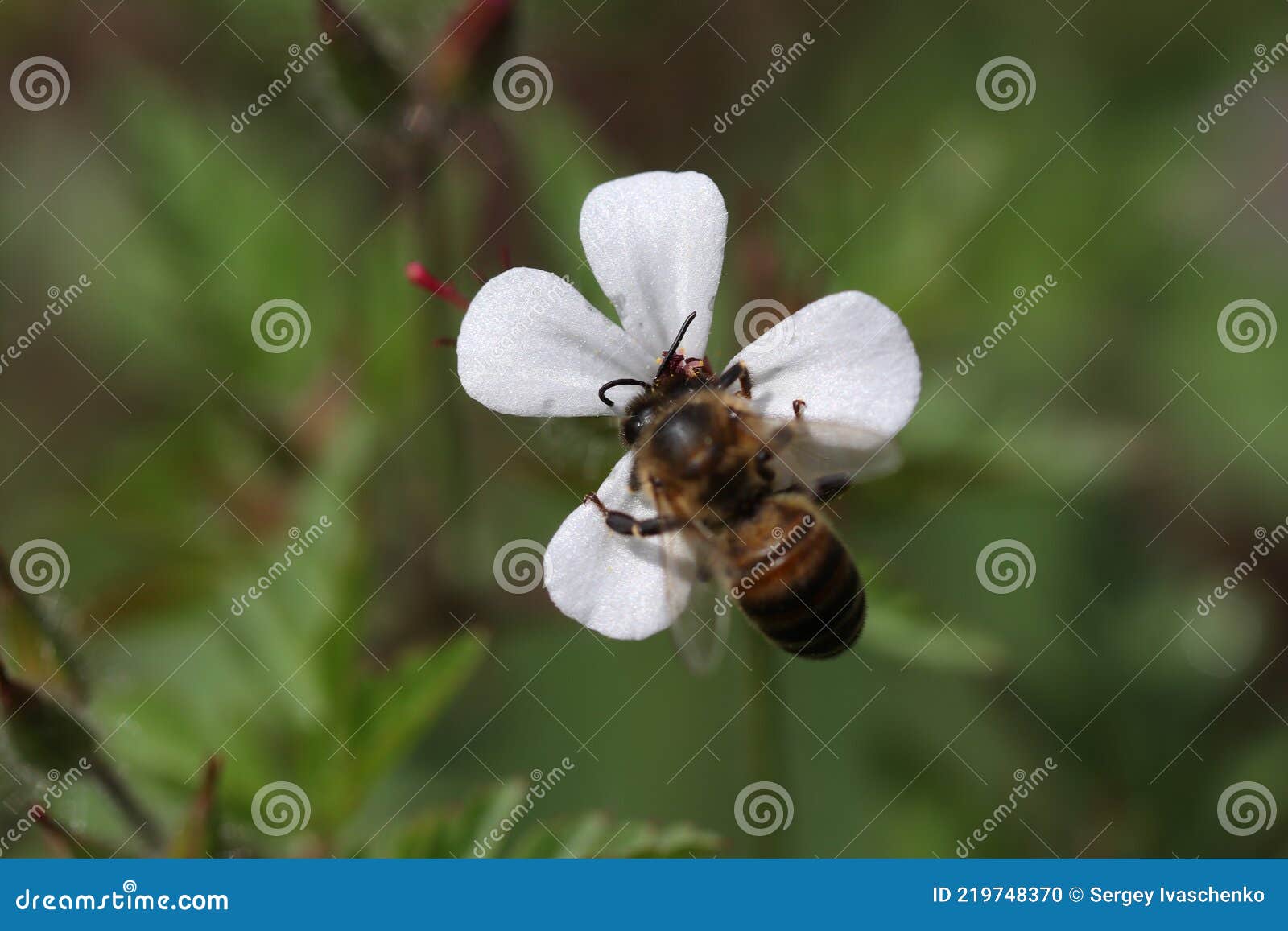 The Bee Eats the Nectar of the White Flower. Stock Photo - Image of ...