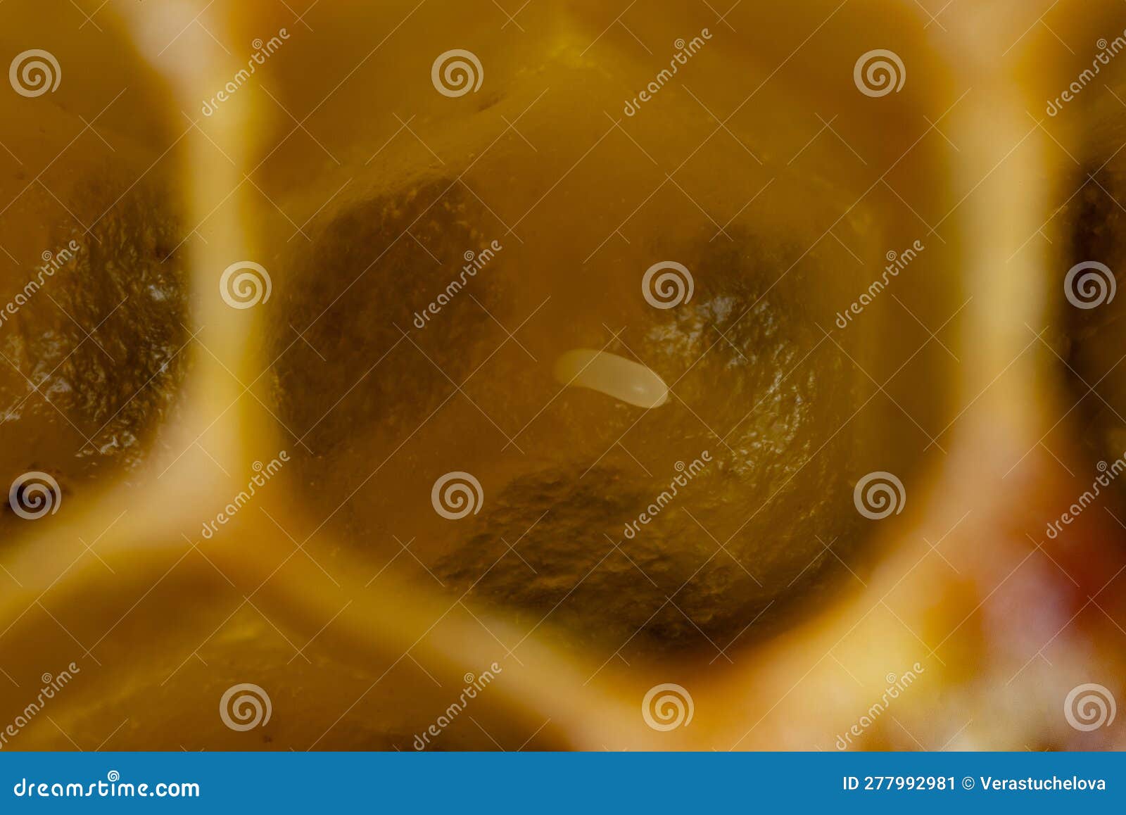 Bee Egg - Development of Honey Bee Stock Image - Image of close ...