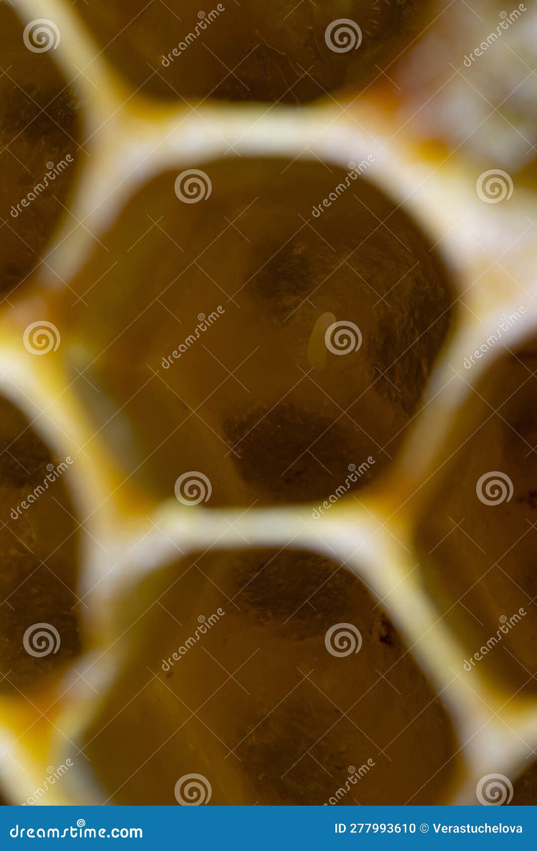 Bee Egg - Development of Honey Bee Stock Photo - Image of country, comb ...