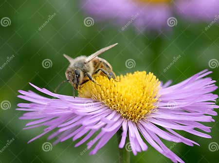 Bee on Erigeron stock photo. Image of aster, feeding, asteraceae - 169846