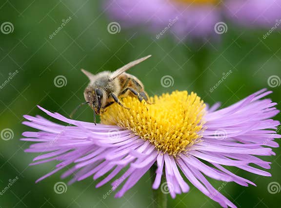 Bee on Erigeron stock photo. Image of aster, feeding, asteraceae - 169846
