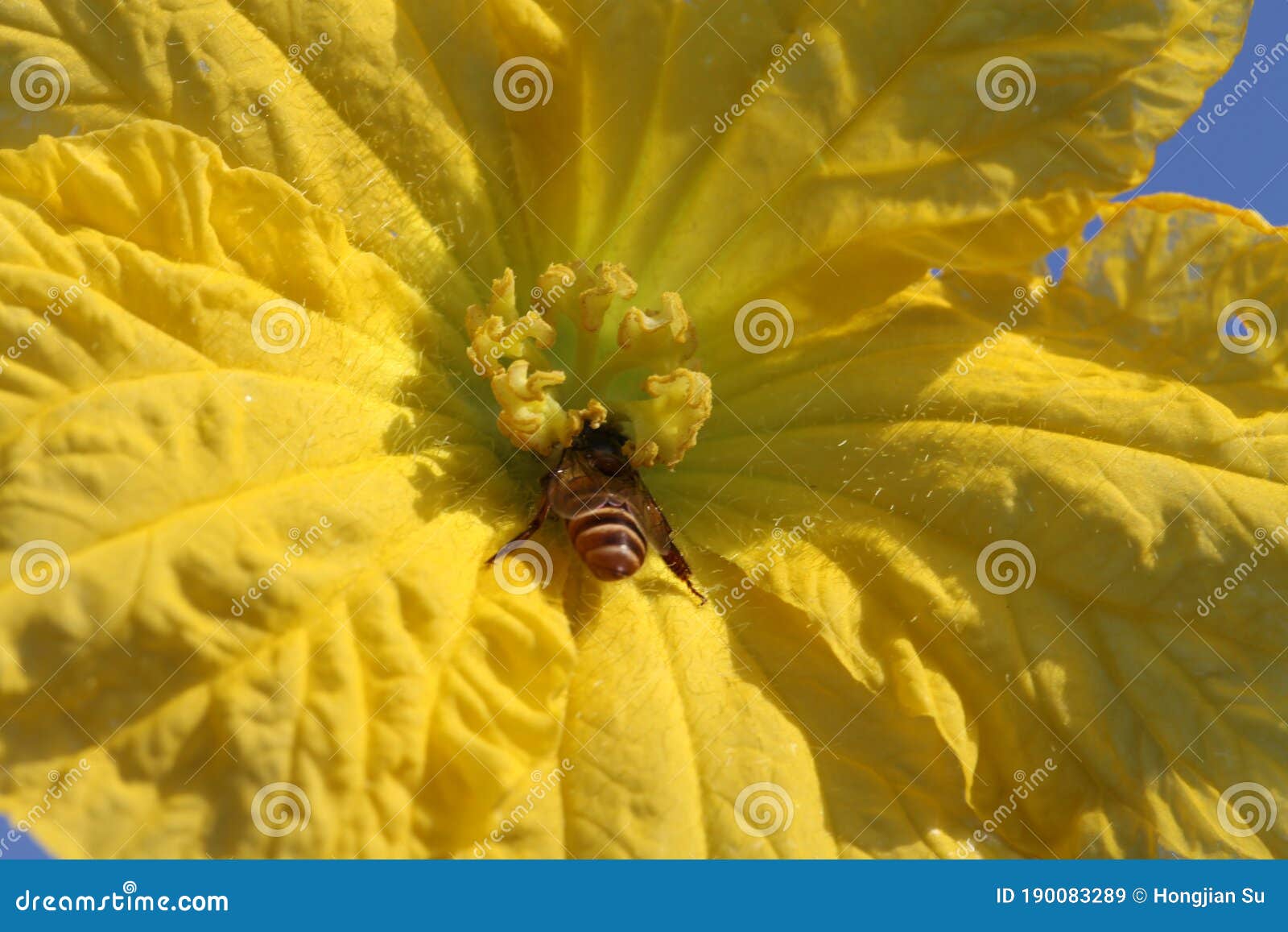 A Bee, Essential Pollinator, Covered with Pollen Comes Out of a Yellow ...