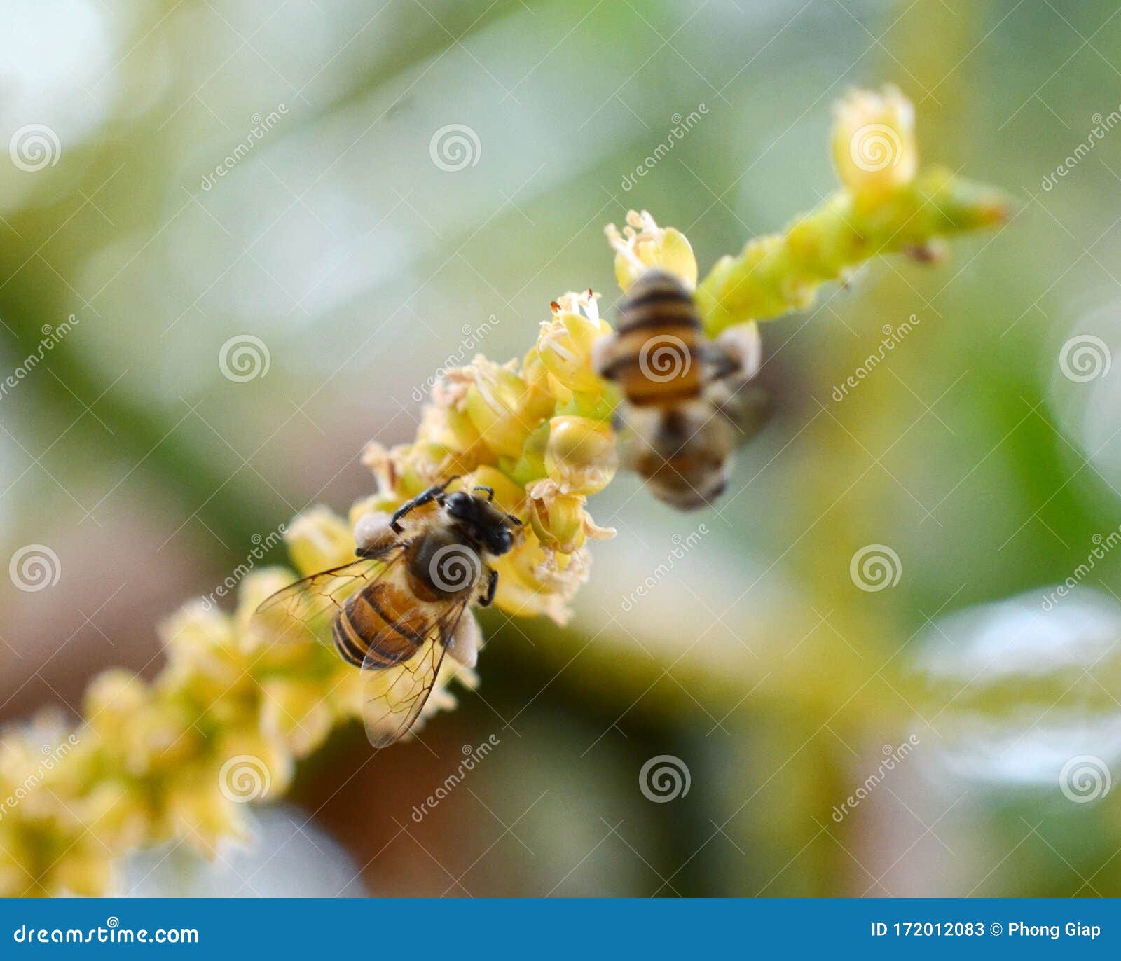 Bee. European, insect. stock image. Image of apoidea - 172012083
