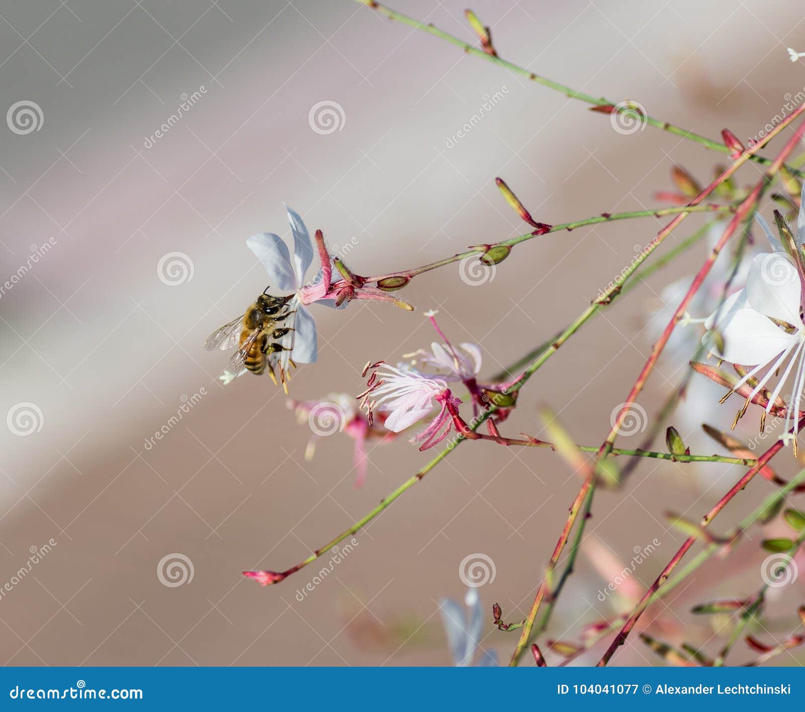 Bee Exploring Blooming Flowers Stock Image - Image of freshness ...